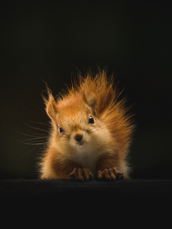 Animais Fantásticos